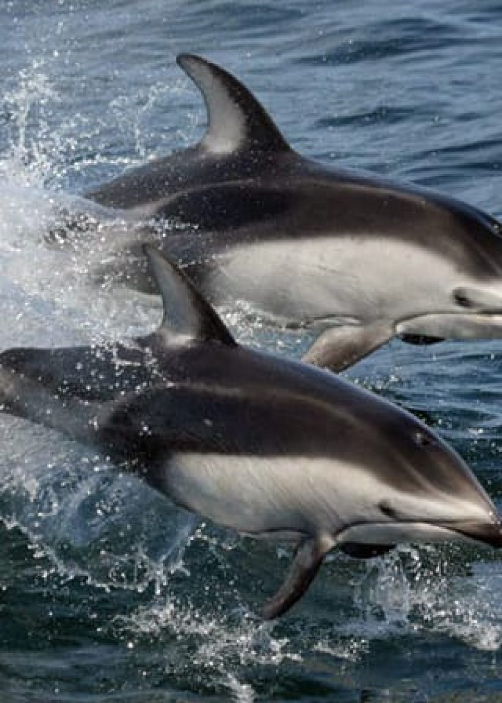 Pacific White-Sided Dolphins - Wet Coast Wild